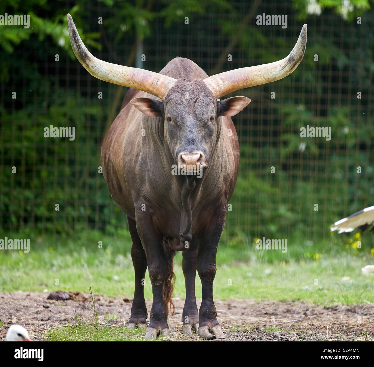 Vache africaine à longues cornes Banque de photographies et d’images à ...