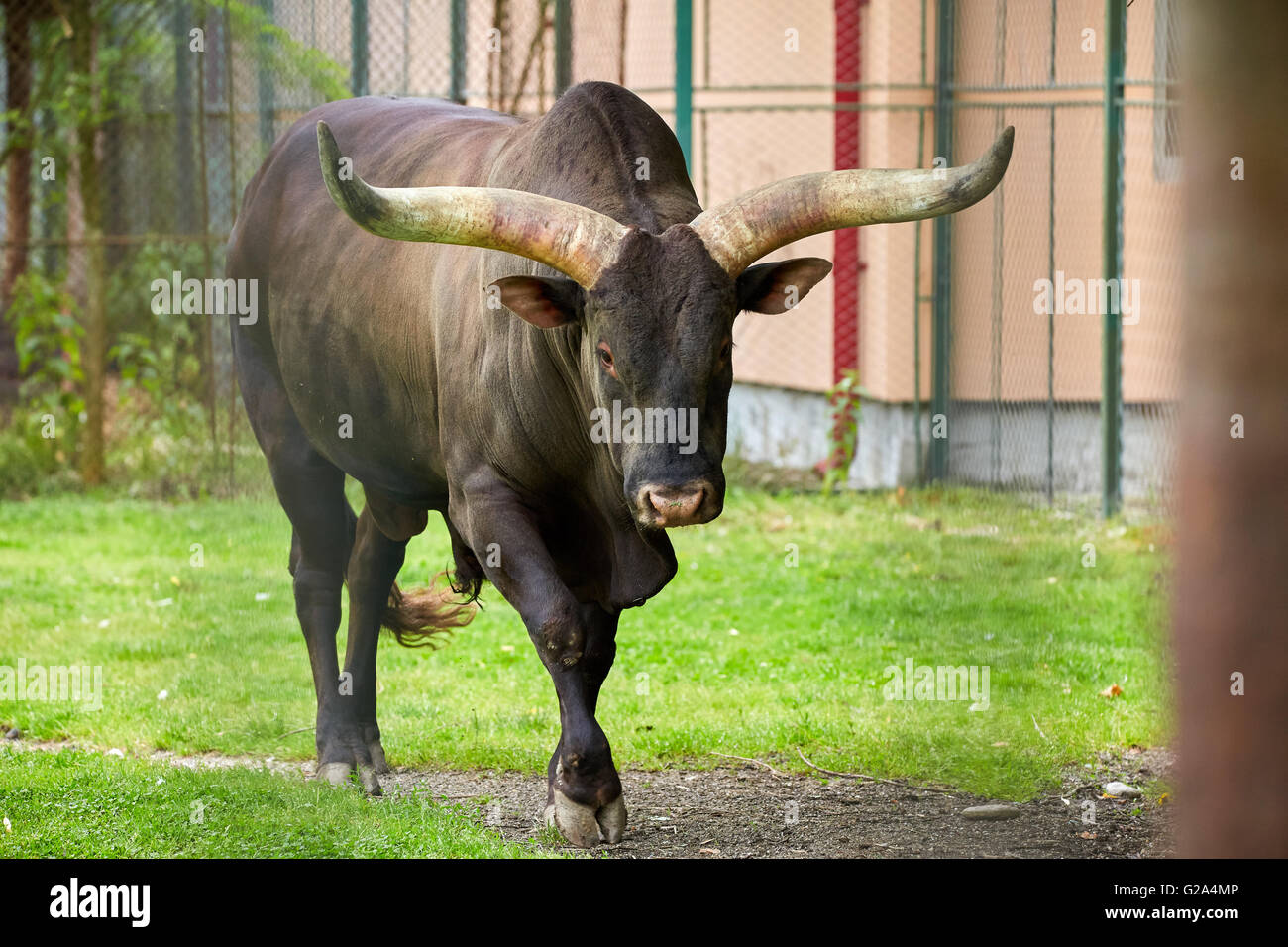Vache africaine à longues cornes Banque de photographies et d’images à ...