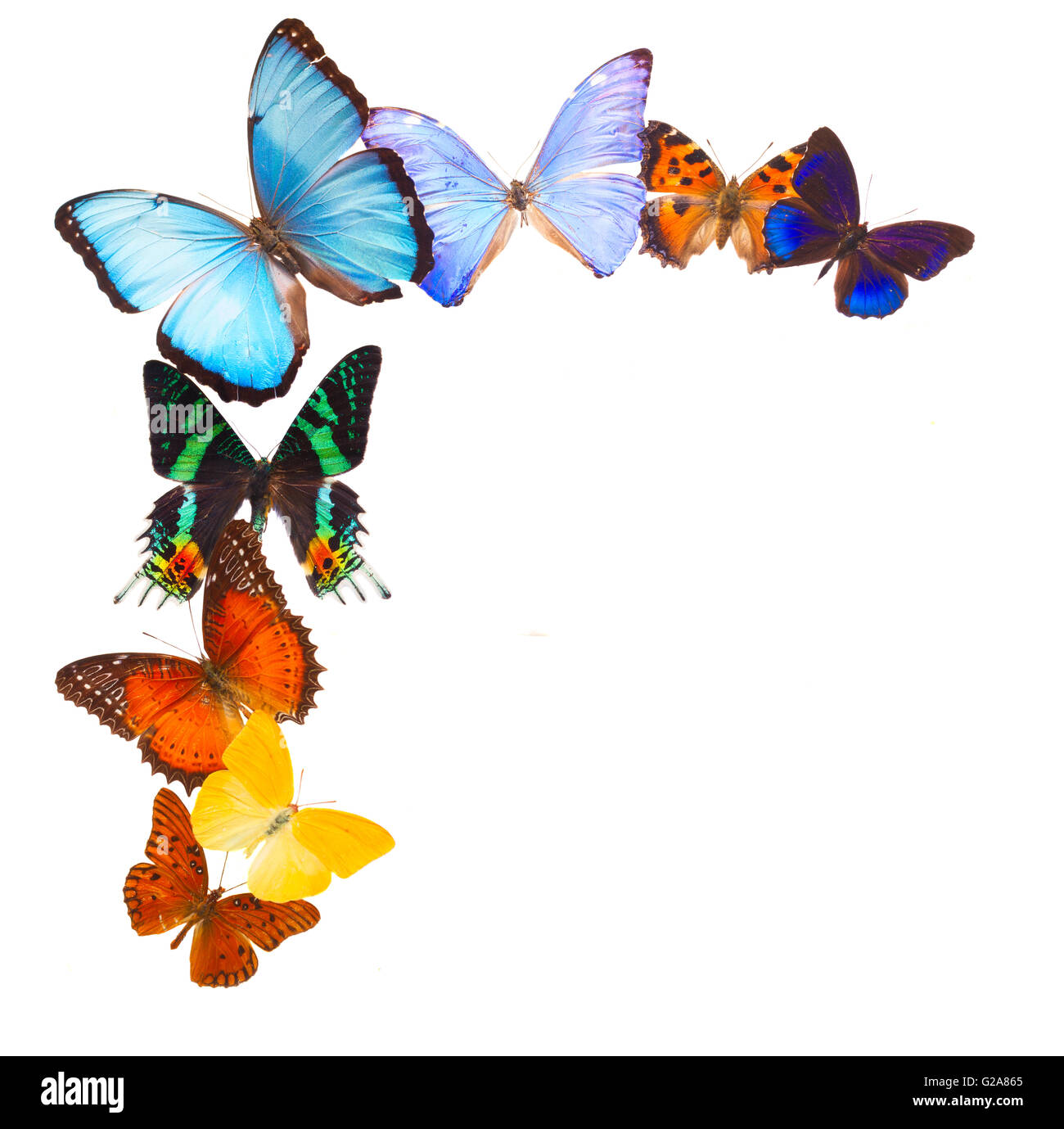 Papillons tropicaux multicolores Banque de photographies et d’images à ...