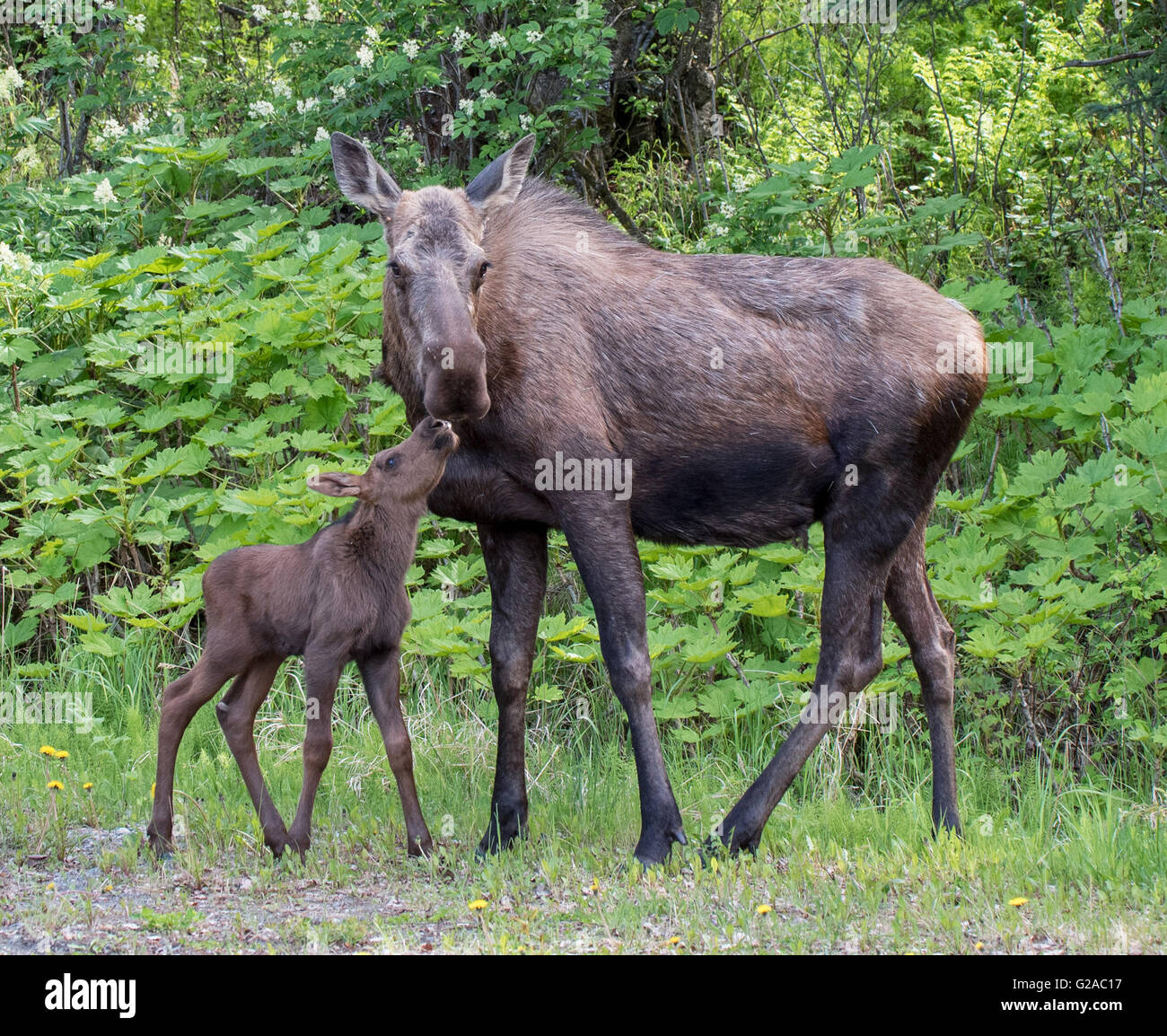 Orignal alces alces femelle avec jumeaux Banque de photographies et d ...