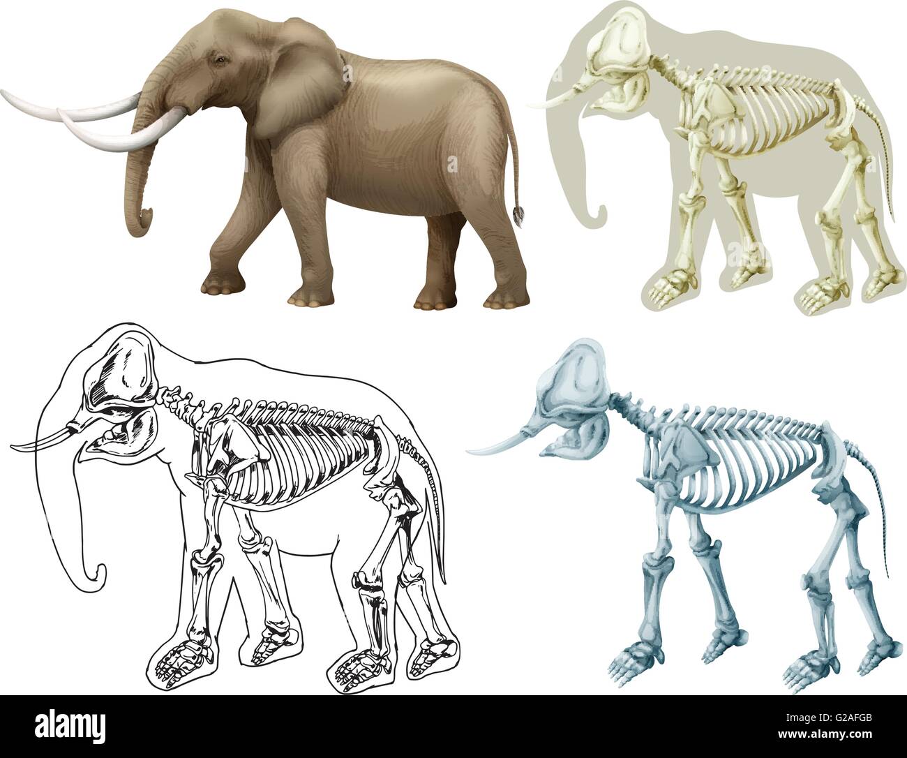 Elephant anatomy Banque d'images vectorielles - Alamy