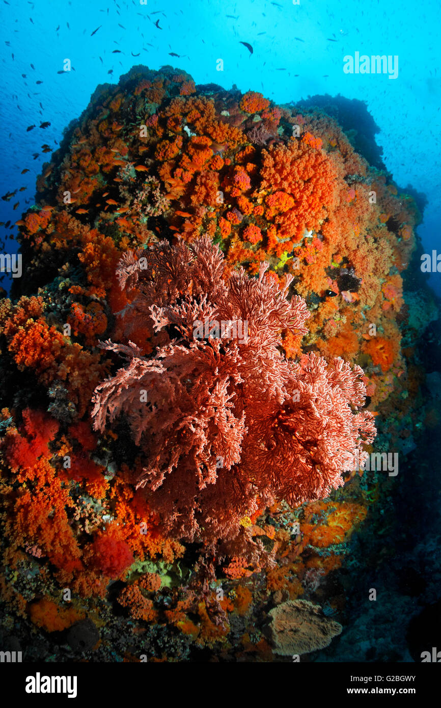 Colony of tubastrea sp Banque de photographies et d’images à haute ...