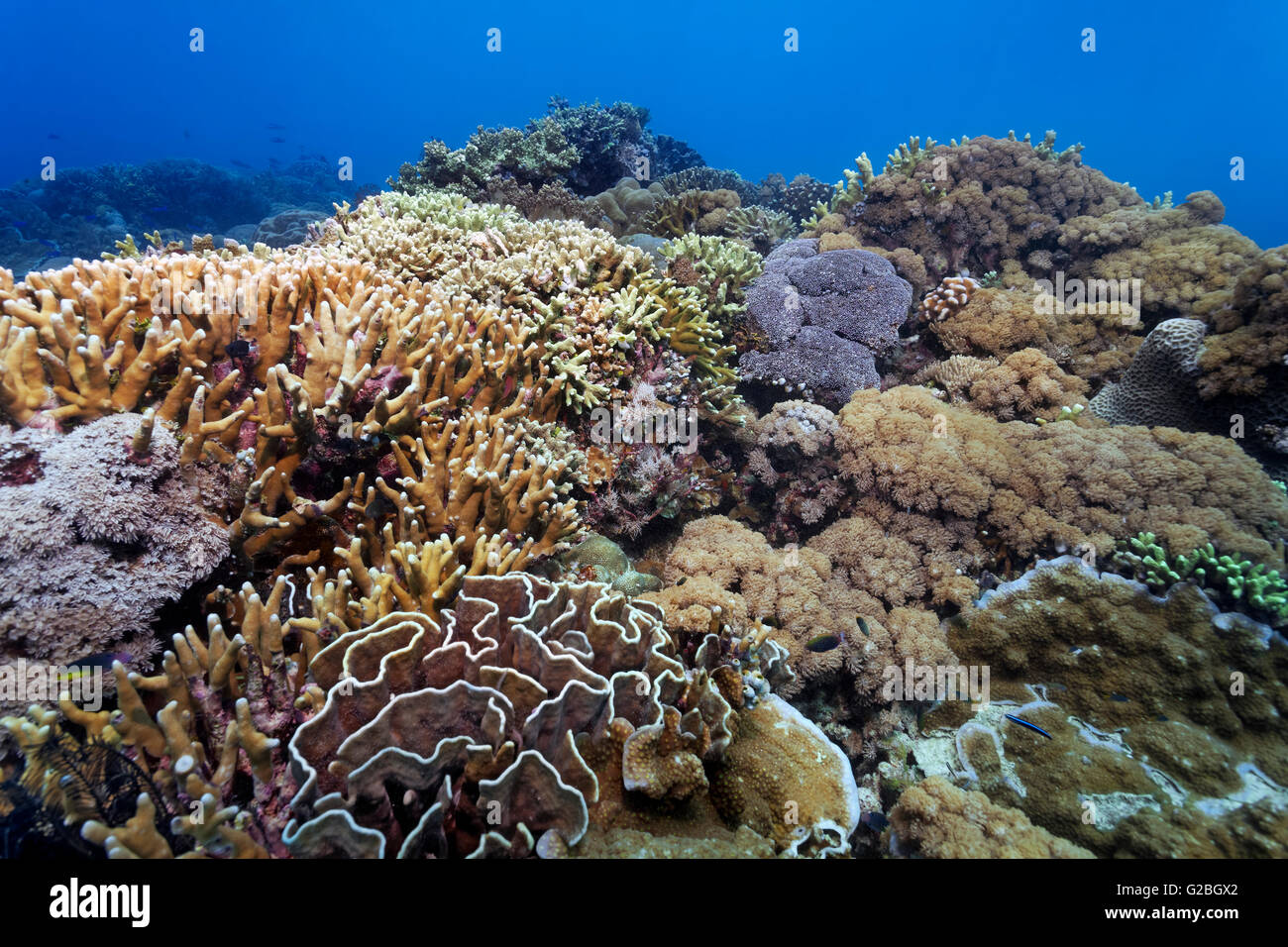 Paysages sous-marins, coraux, différents coraux durs sur le récif ...