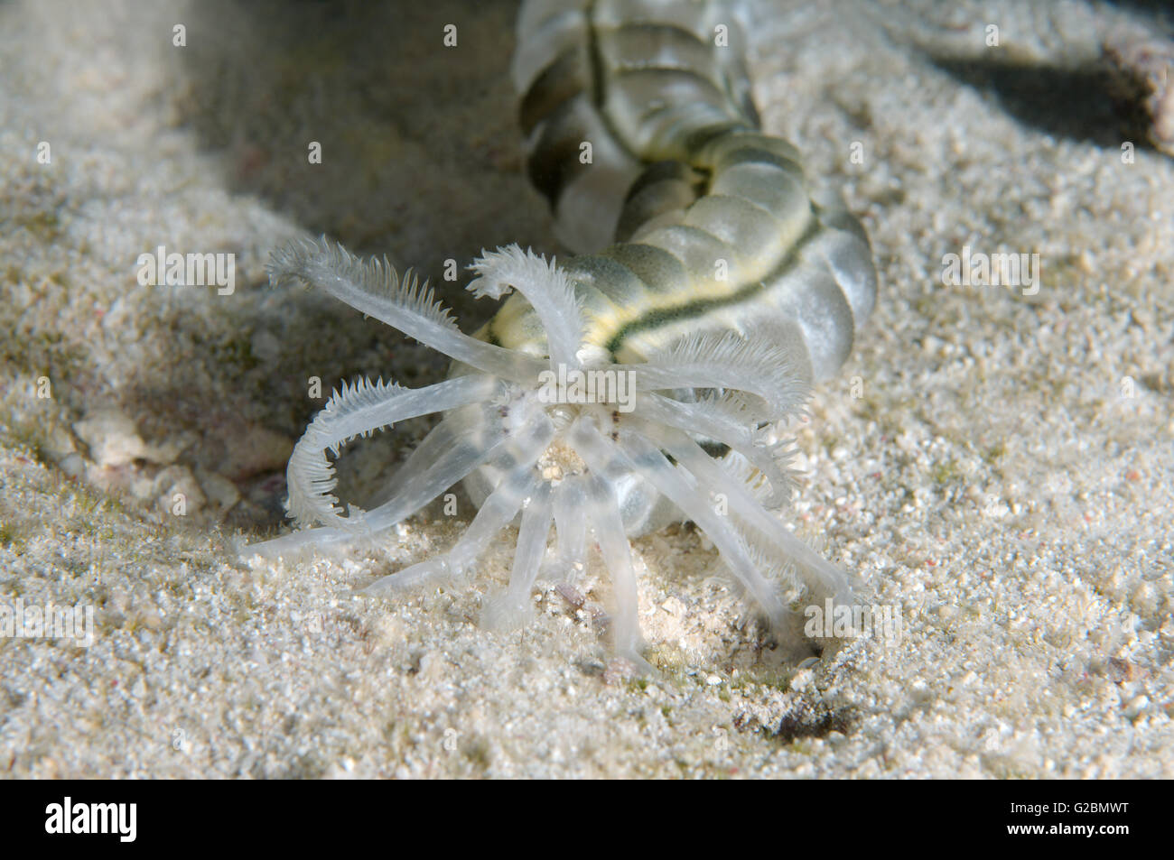 Ver tacheté Le concombre de mer, concombre de mer ou la bouche en ...