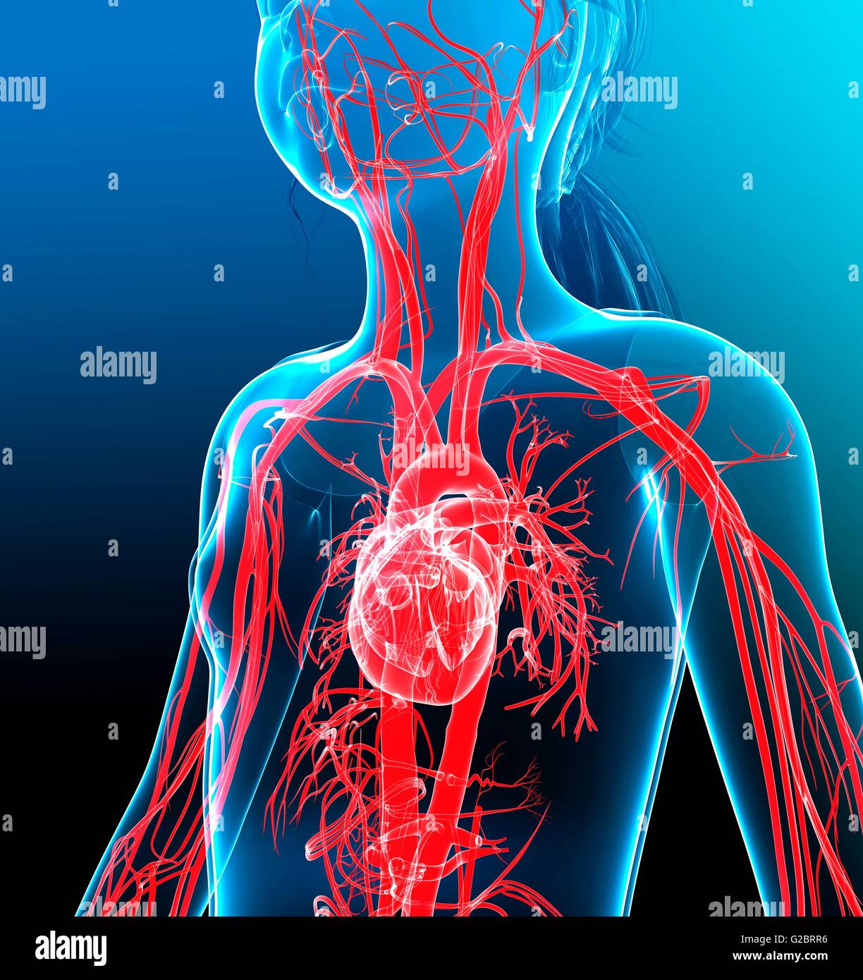 Système vasculaire du cou humain Banque de photographies et d’images à ...