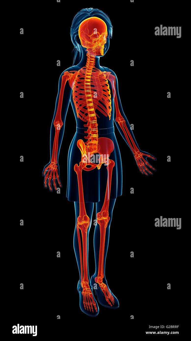Anatomie humaine squelettique Banque de photographies et d’images à ...