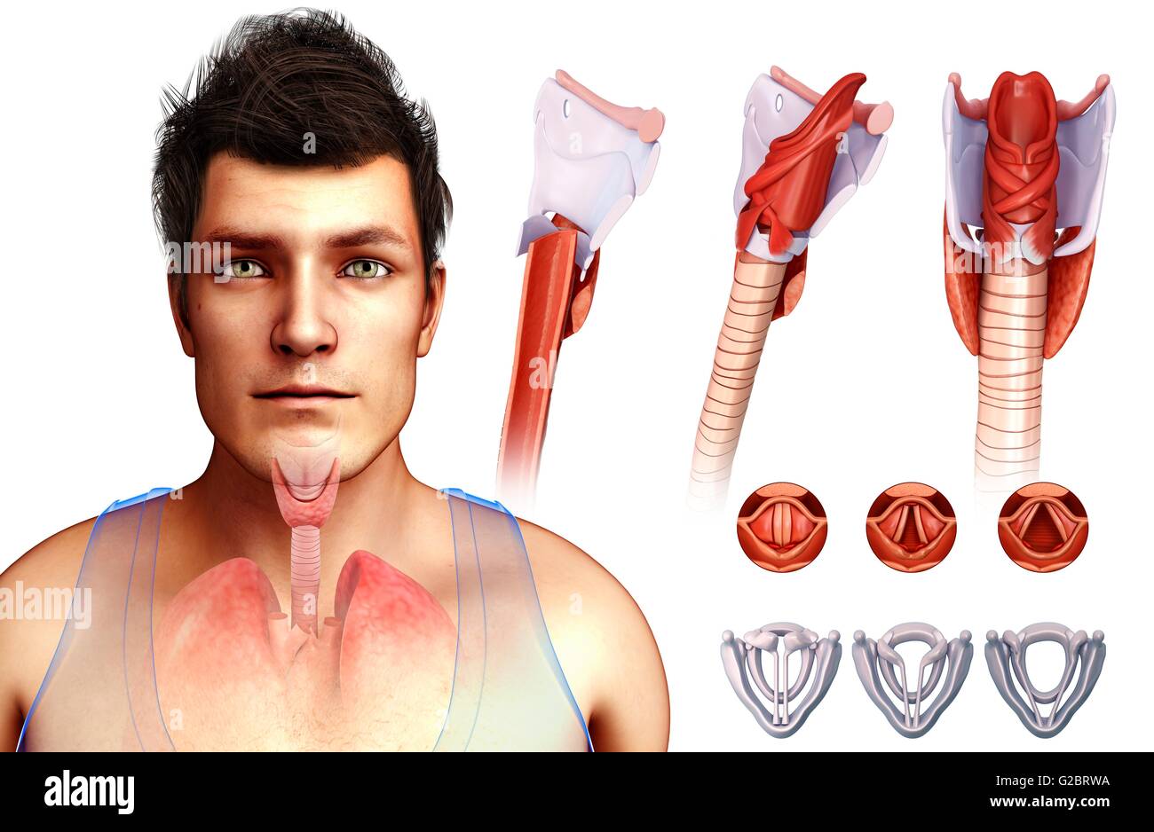 Vocal fold Banque de photographies et d’images à haute résolution - Alamy