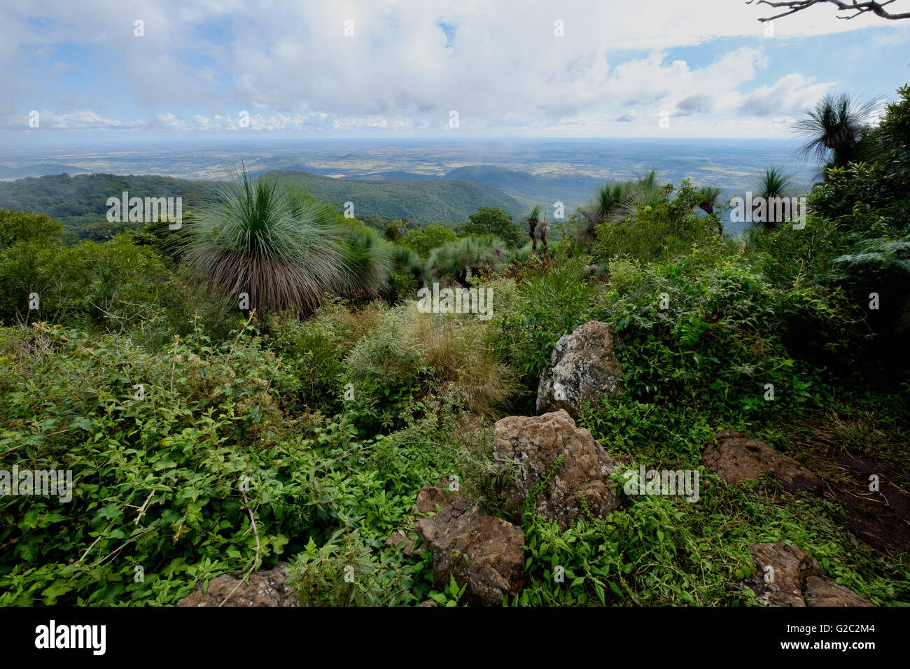 Bunya mountains national park Banque de photographies et d’images à ...