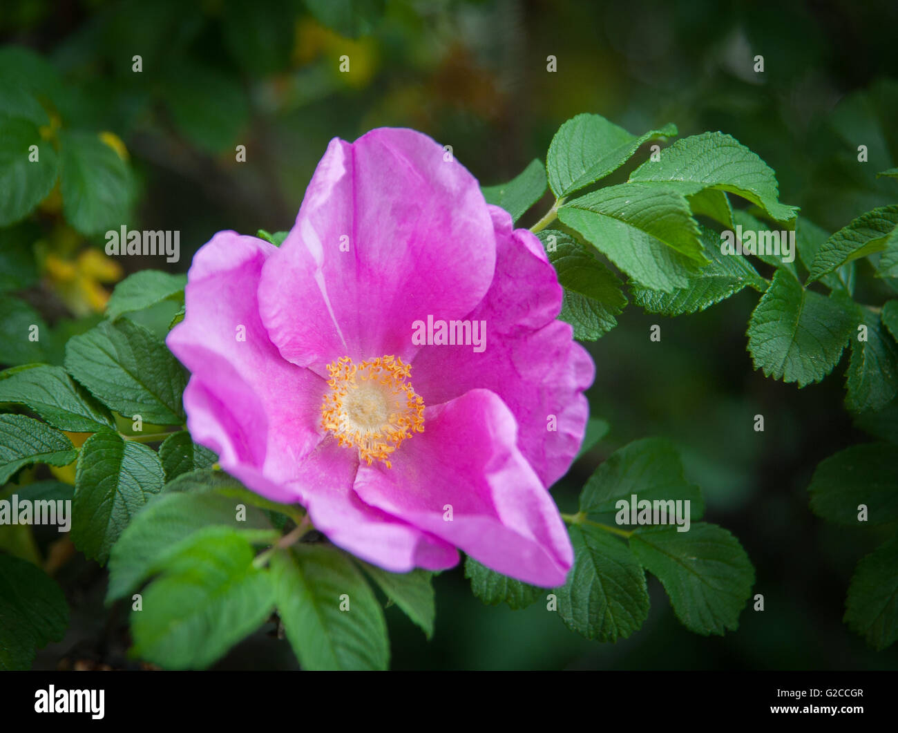 Couleurs fleurs Banque de photographies et d’images à haute résolution ...