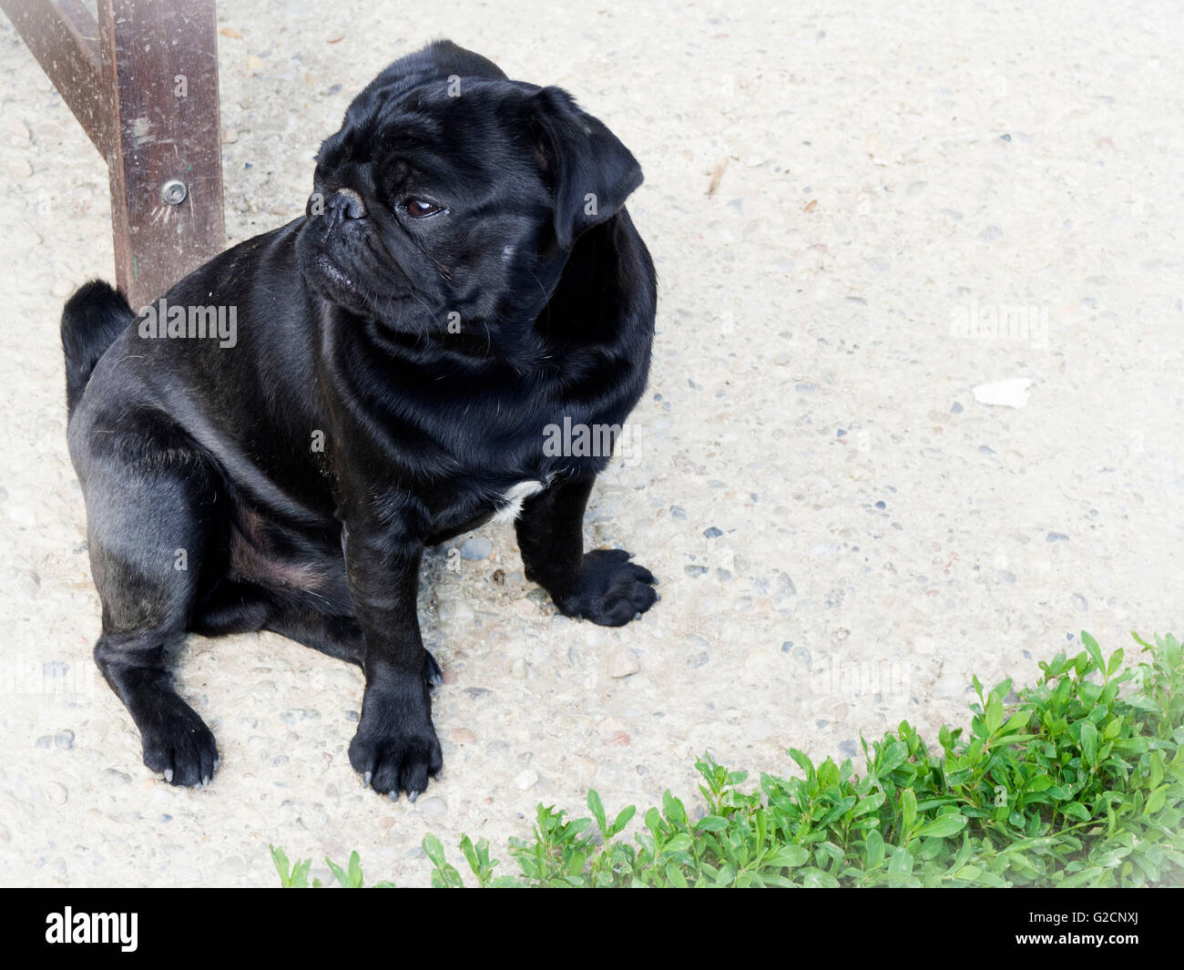 Carlin noir Banque de photographies et d’images à haute résolution - Alamy
