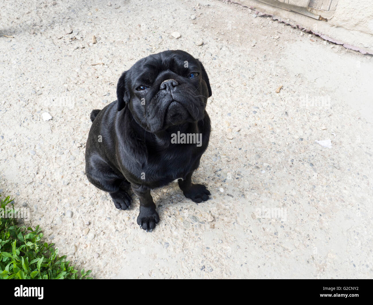 Carlin noir Banque de photographies et d’images à haute résolution - Alamy