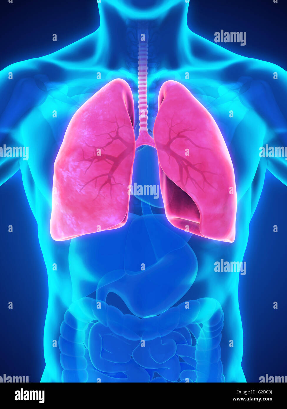 Appareil respiratoire anatomie Banque de photographies et d’images à ...