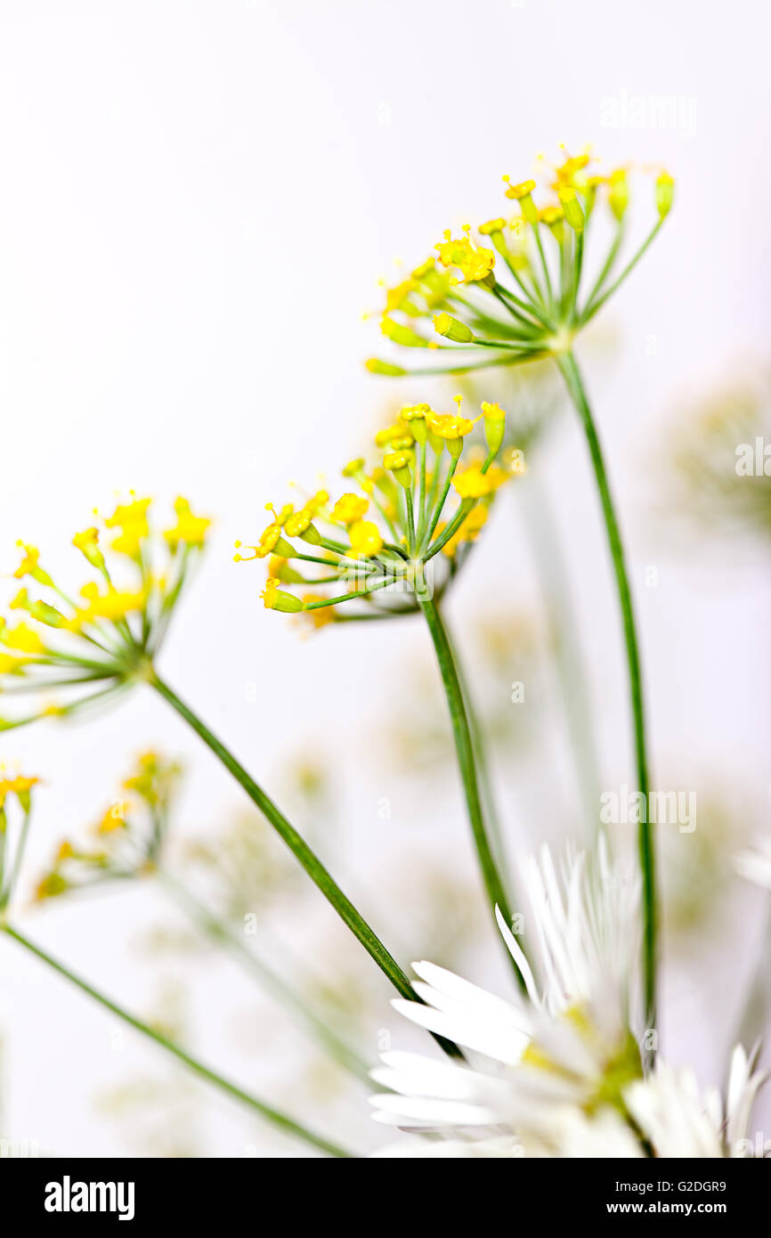 Ombelle fleur d'ombellifère blanc Banque de photographies et d’images à haute résolution - Alamy