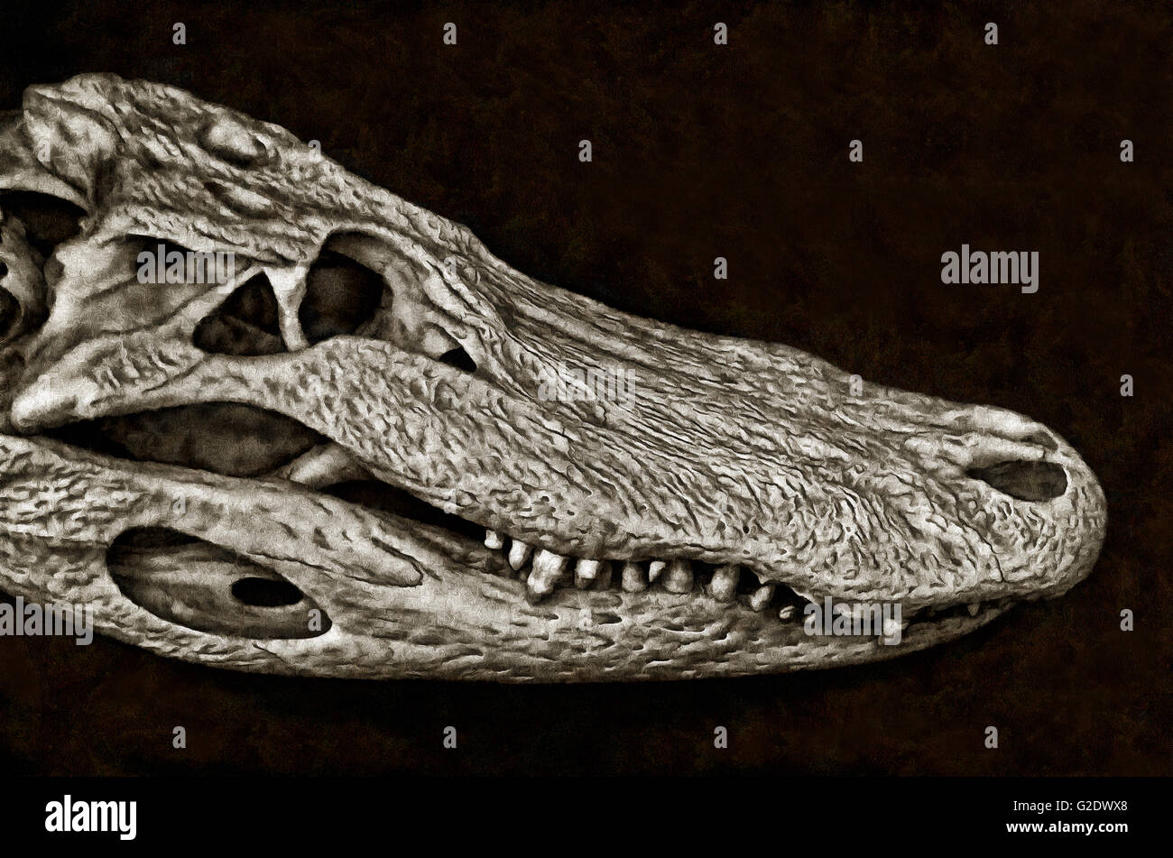 Alligator skeleton Banque de photographies et d’images à haute ...