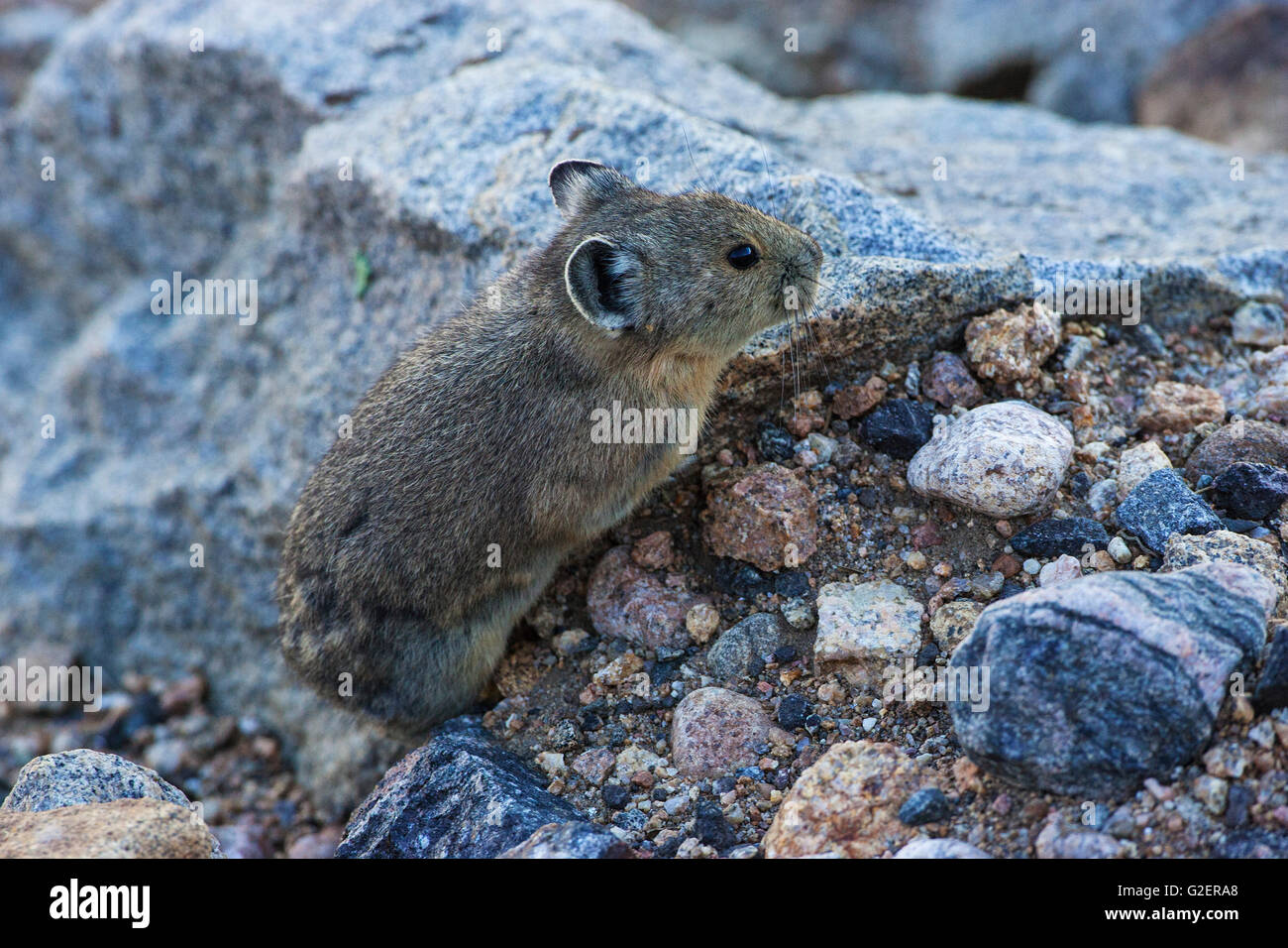 Pika américain Banque de photographies et d’images à haute résolution ...