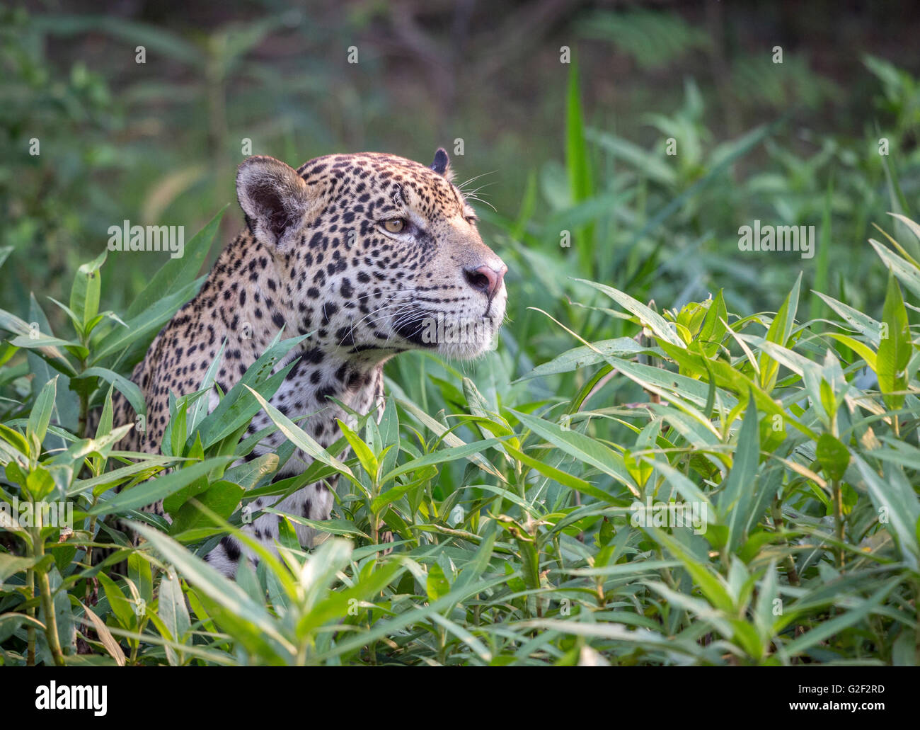 Proie de jaguar Banque de photographies et d’images à haute résolution ...
