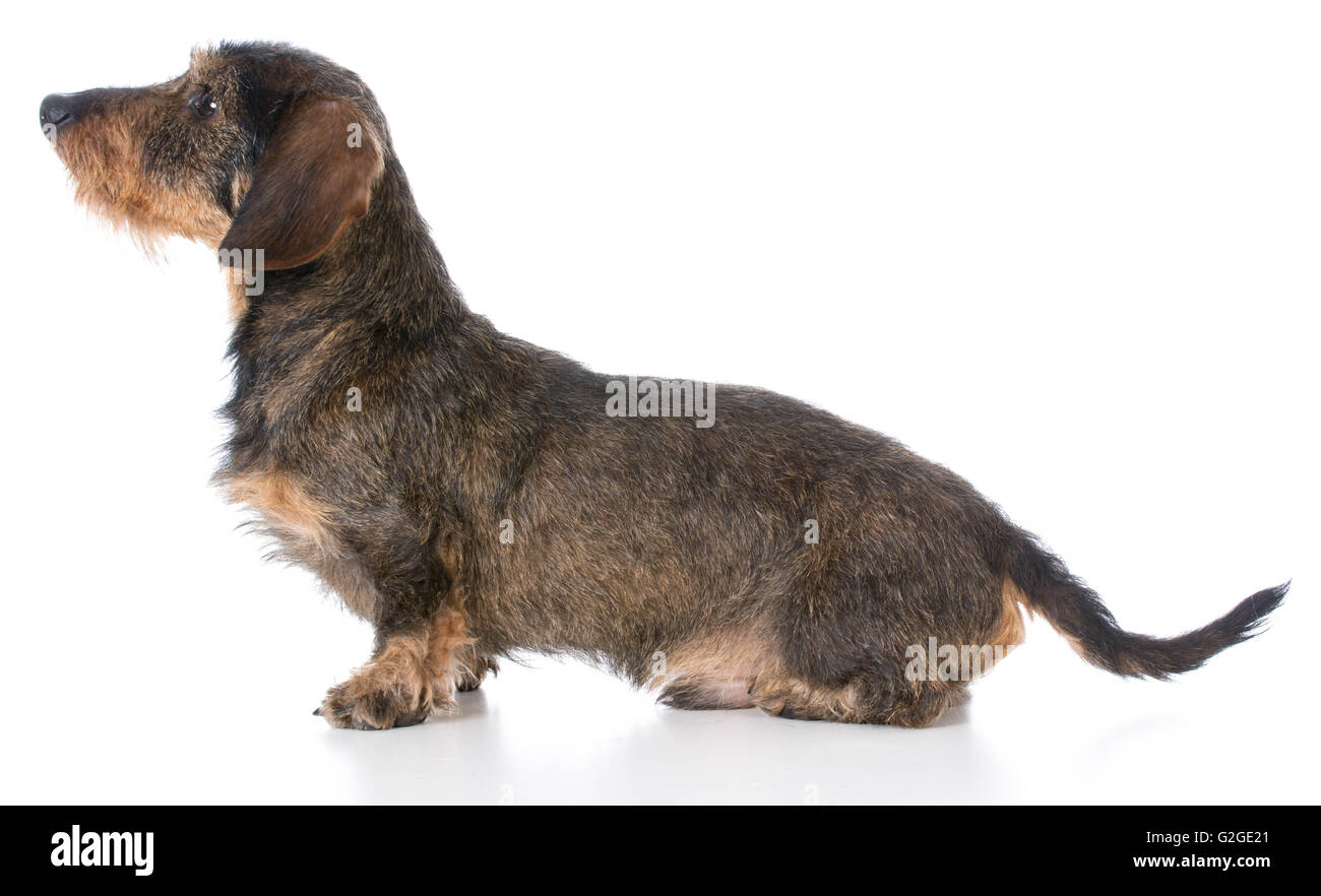 Teckel poil dur miniature assis sur fond blanc Photo Stock - Alamy