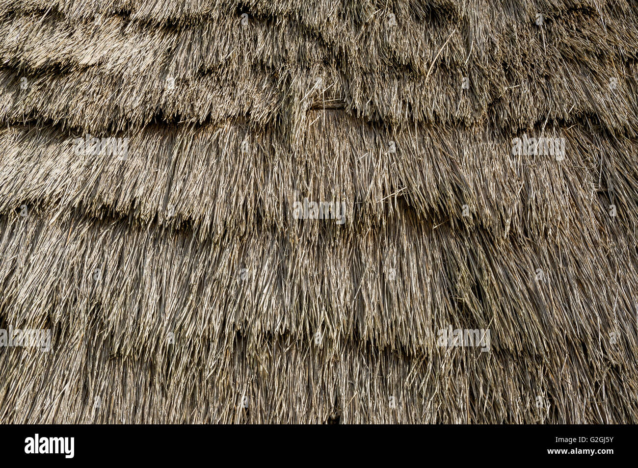 Canne à texture vue au toit de chaume Banque de photographies et d ...