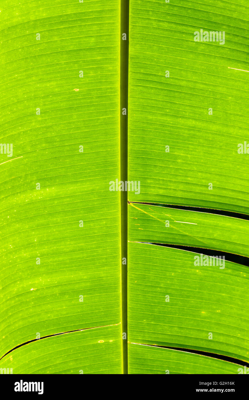 Feuille de bananier tropical Banque de photographies et d’images à ...