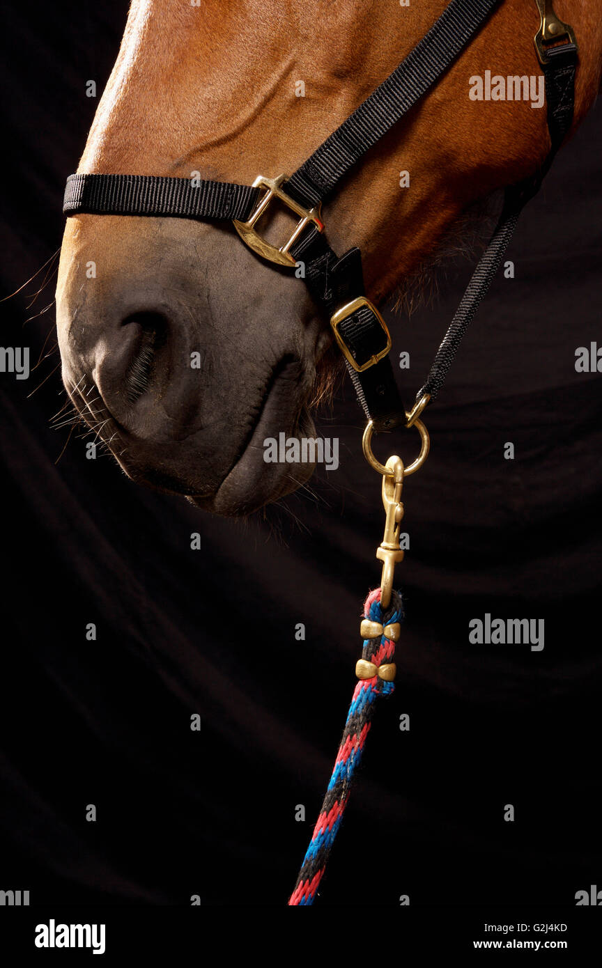 Bouche de cheval Banque de photographies et d’images à haute résolution ...