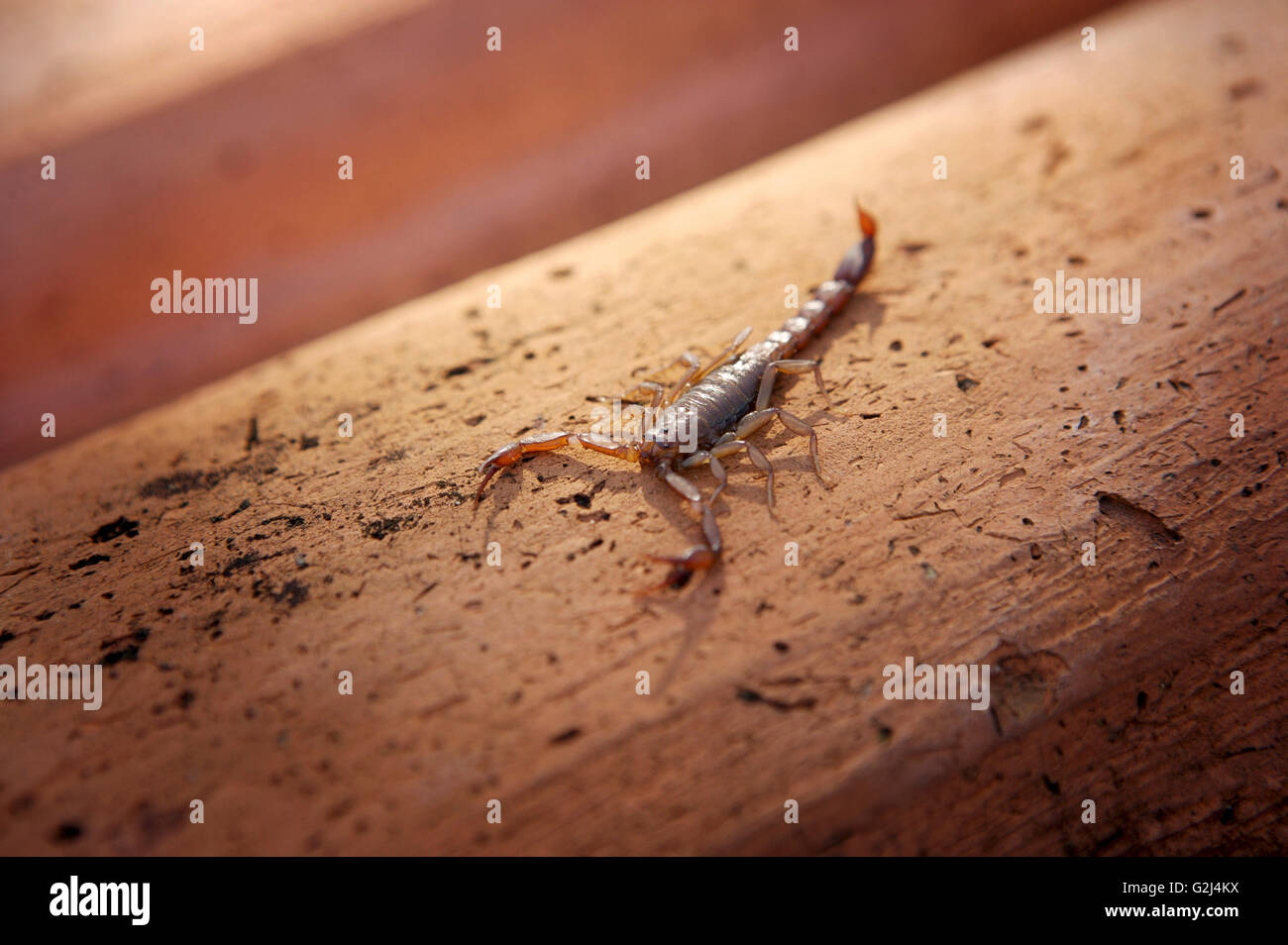 Scorpion insect Banque de photographies et d’images à haute résolution ...