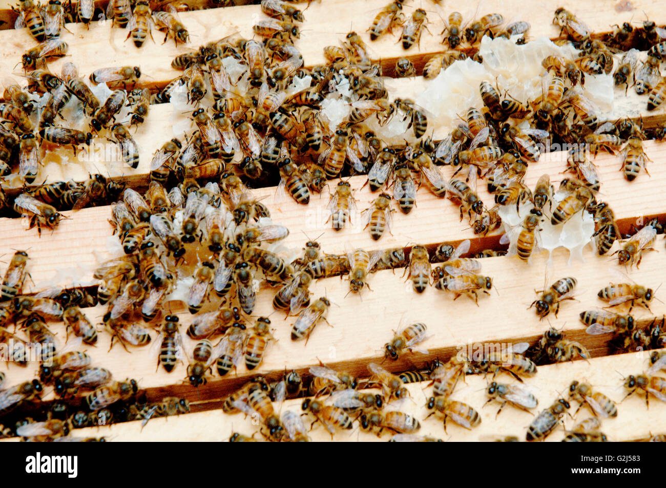 Abeilles à l'extérieur de la ruche Banque de photographies et d’images ...