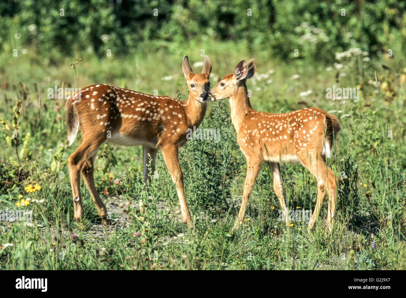 Les Faons Banque d'image et photos - Alamy