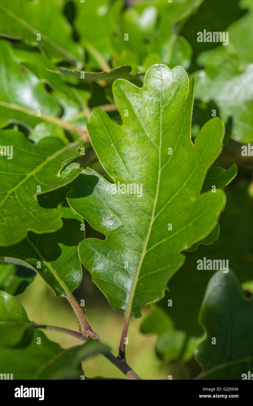 Chene blanc de provence Banque de photographies et d’images à haute ...