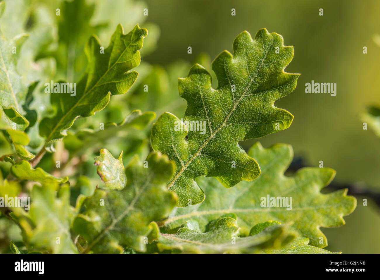Chene blanc de provence Banque de photographies et d’images à haute ...