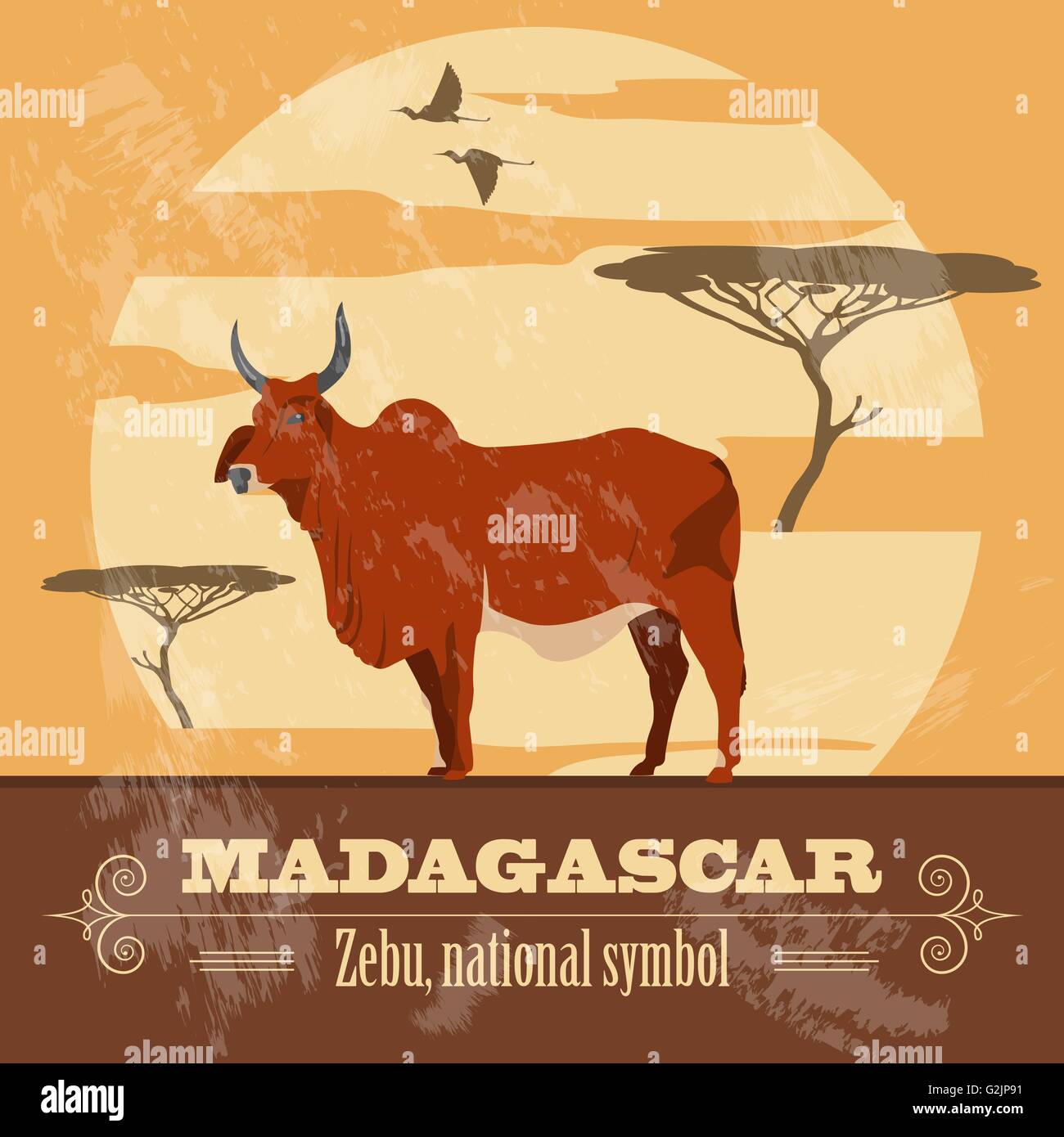 Madagascar. Zébu symbole national. Image style rétro. Vector ...