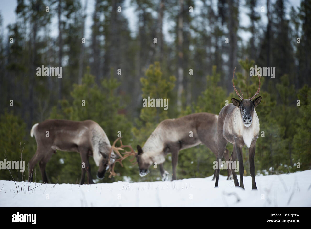 Caribou des bois boréal dans la neige Banque de photographies et d ...