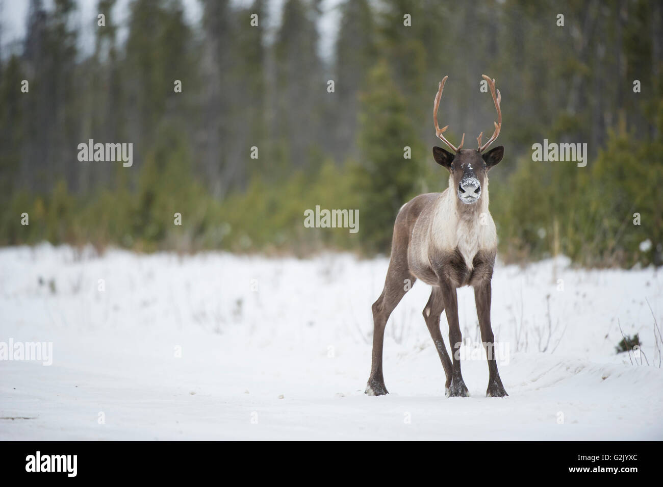 Caribou des bois boréal dans la neige Banque de photographies et d ...