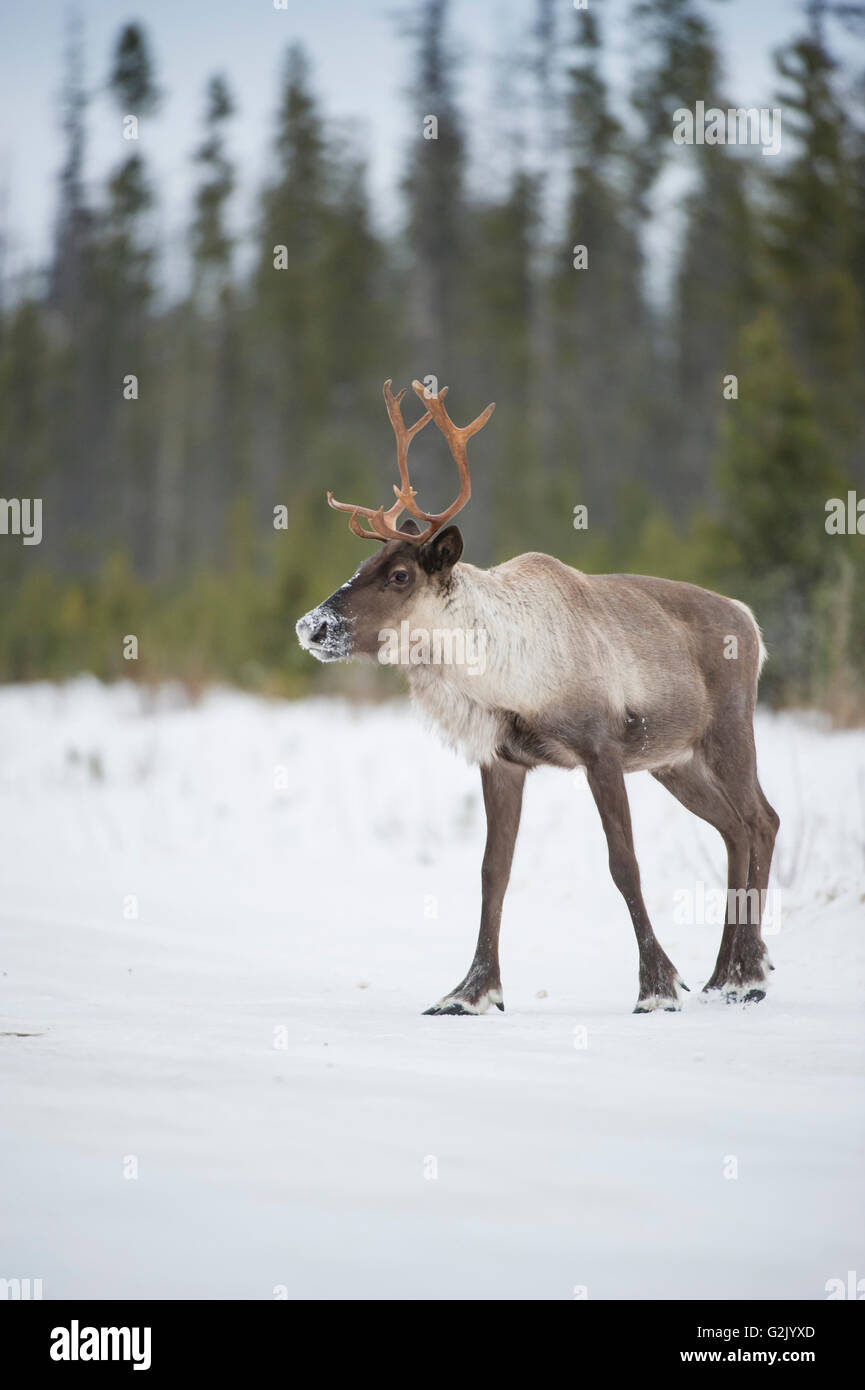 Caribou des bois boréal dans la neige Banque de photographies et d ...