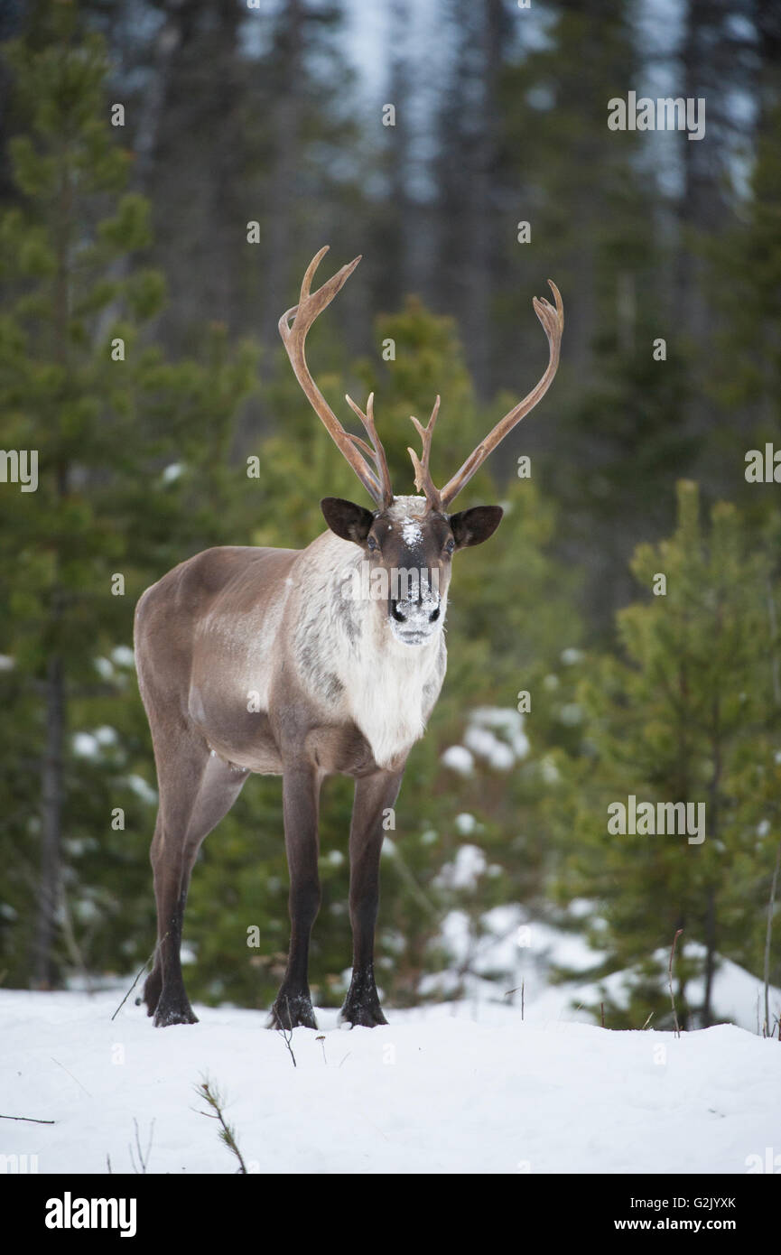 Caribou des bois boréal dans la neige Banque de photographies et d ...
