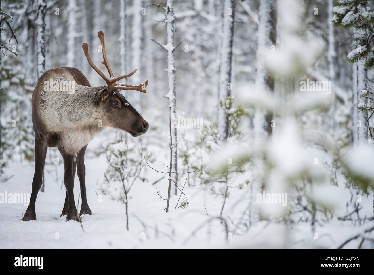 Caribou des bois dans la neige Banque de photographies et d’images à ...