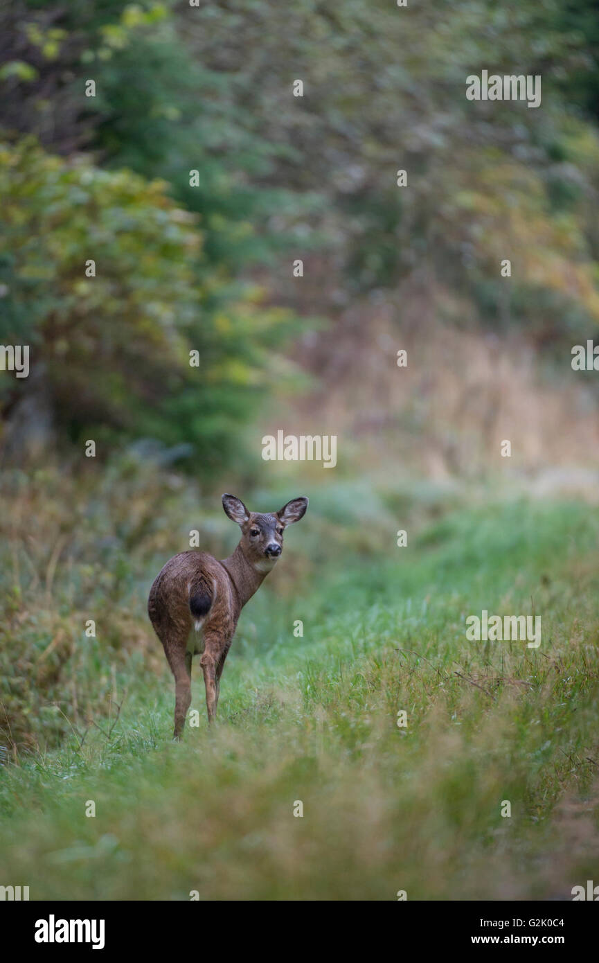 Buck sitka Banque de photographies et d’images à haute résolution - Alamy