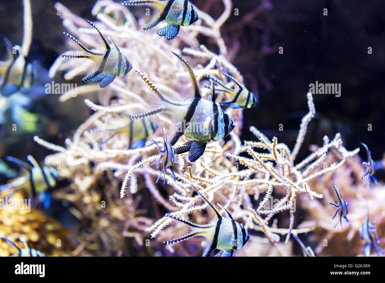 Nager avec les poissons Banque de photographies et d’images à haute ...