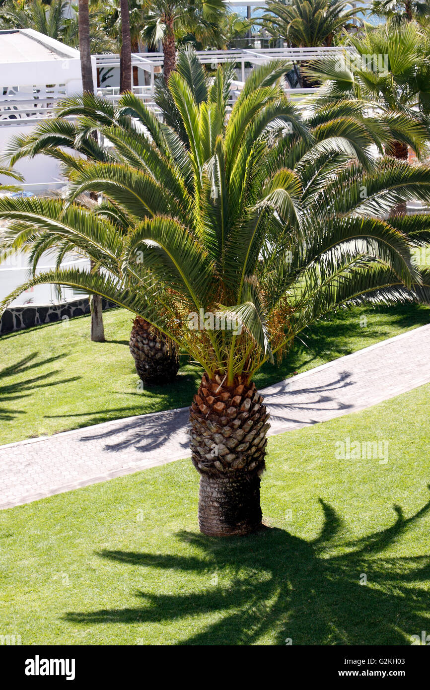 PHOENIX CANARIENSIS. Île DES CANARIES DATE PALM Photo Stock - Alamy