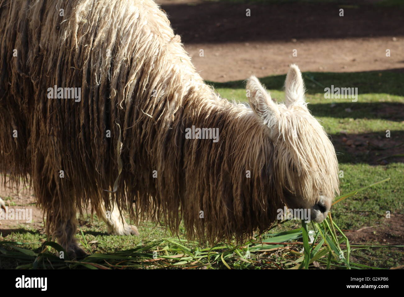 Lama manger Banque de photographies et d’images à haute résolution - Alamy