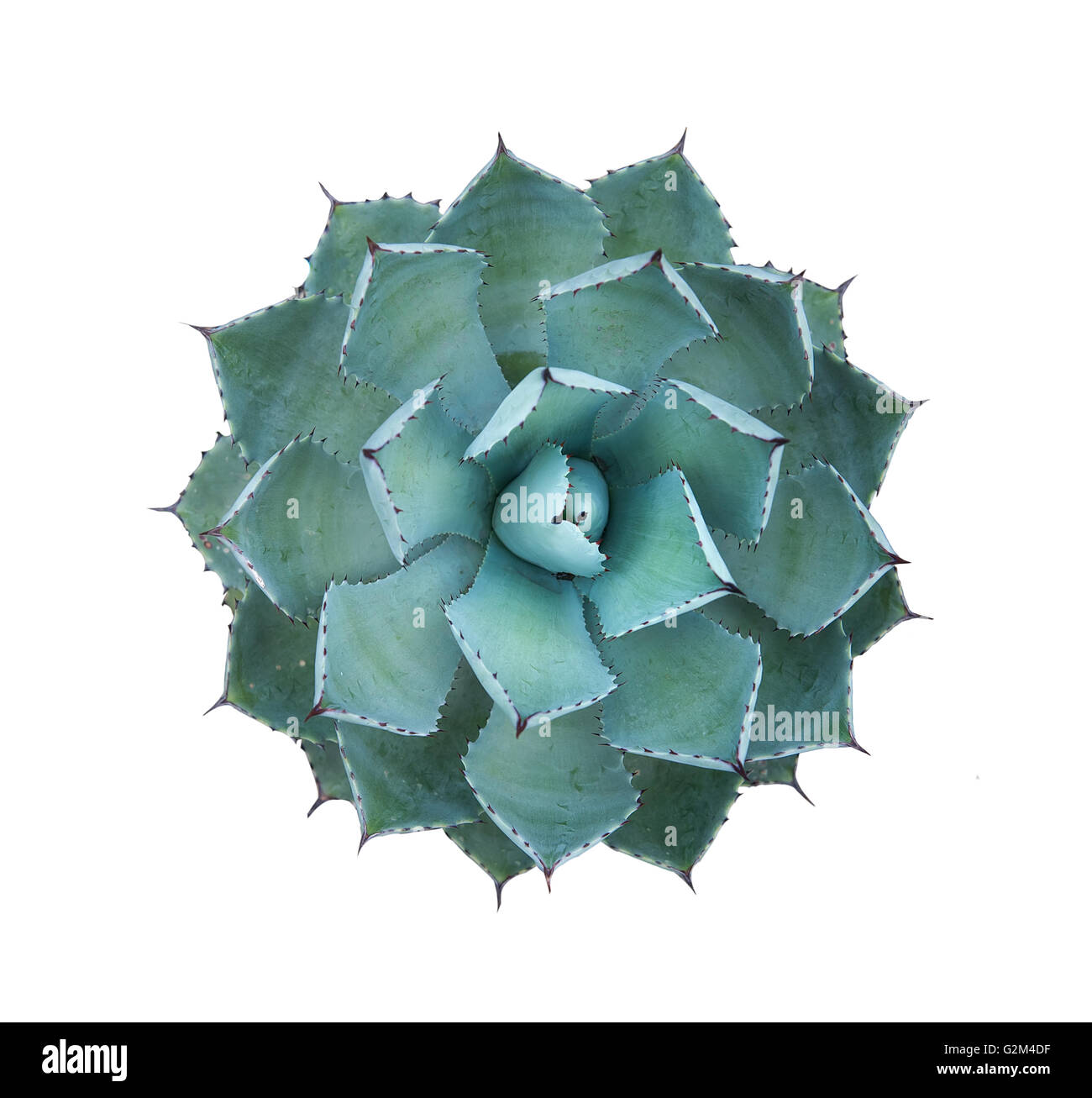 Plante grasse à feuilles pointues Banque d'images détourées - Alamy