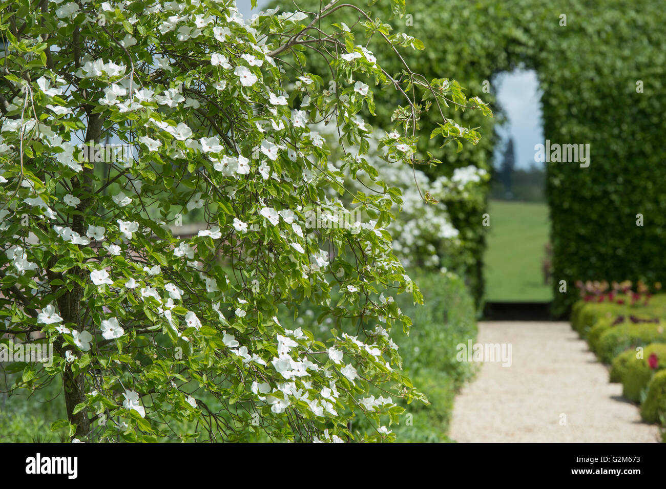 Cornus kousa chinensis Banque de photographies et d’images à haute ...