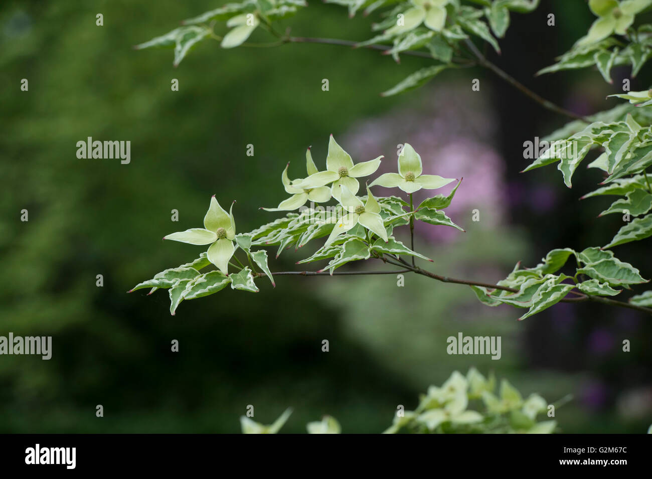 Cornus kousa samaritan Banque de photographies et d’images à haute ...