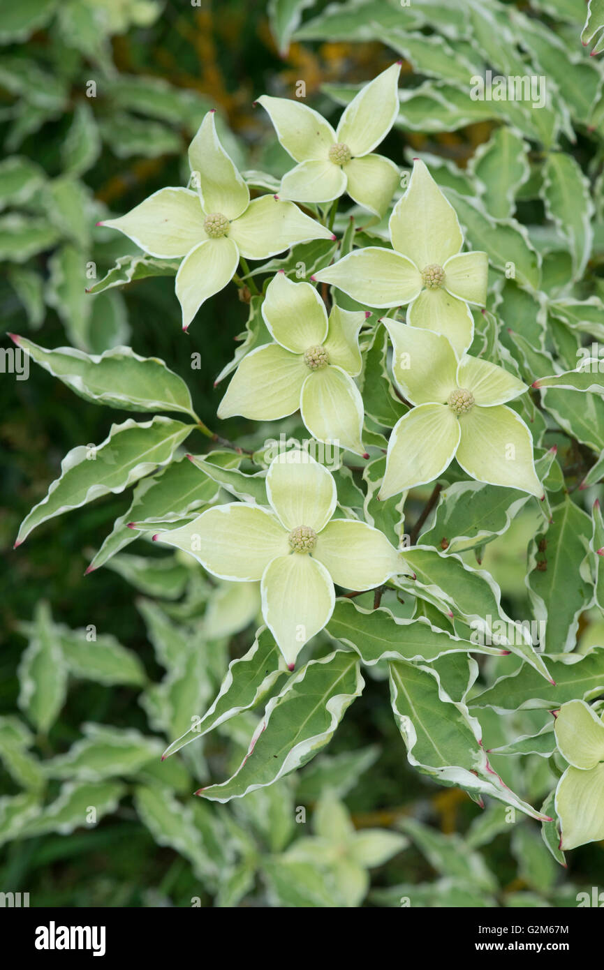 Cornus kousa 'Samaritan'. Samaritain arbre dans la fleur de cornouiller ...