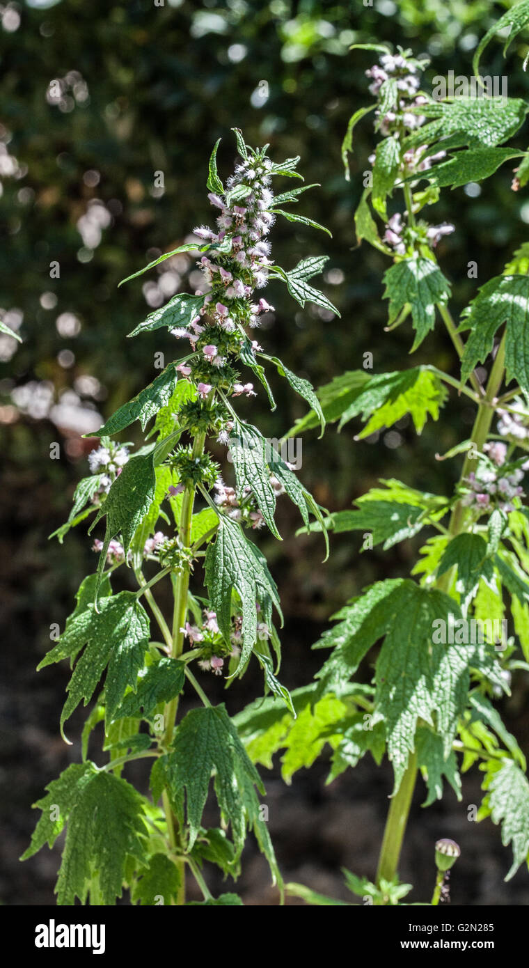 Leonurus cardiaca Banque de photographies et d’images à haute ...