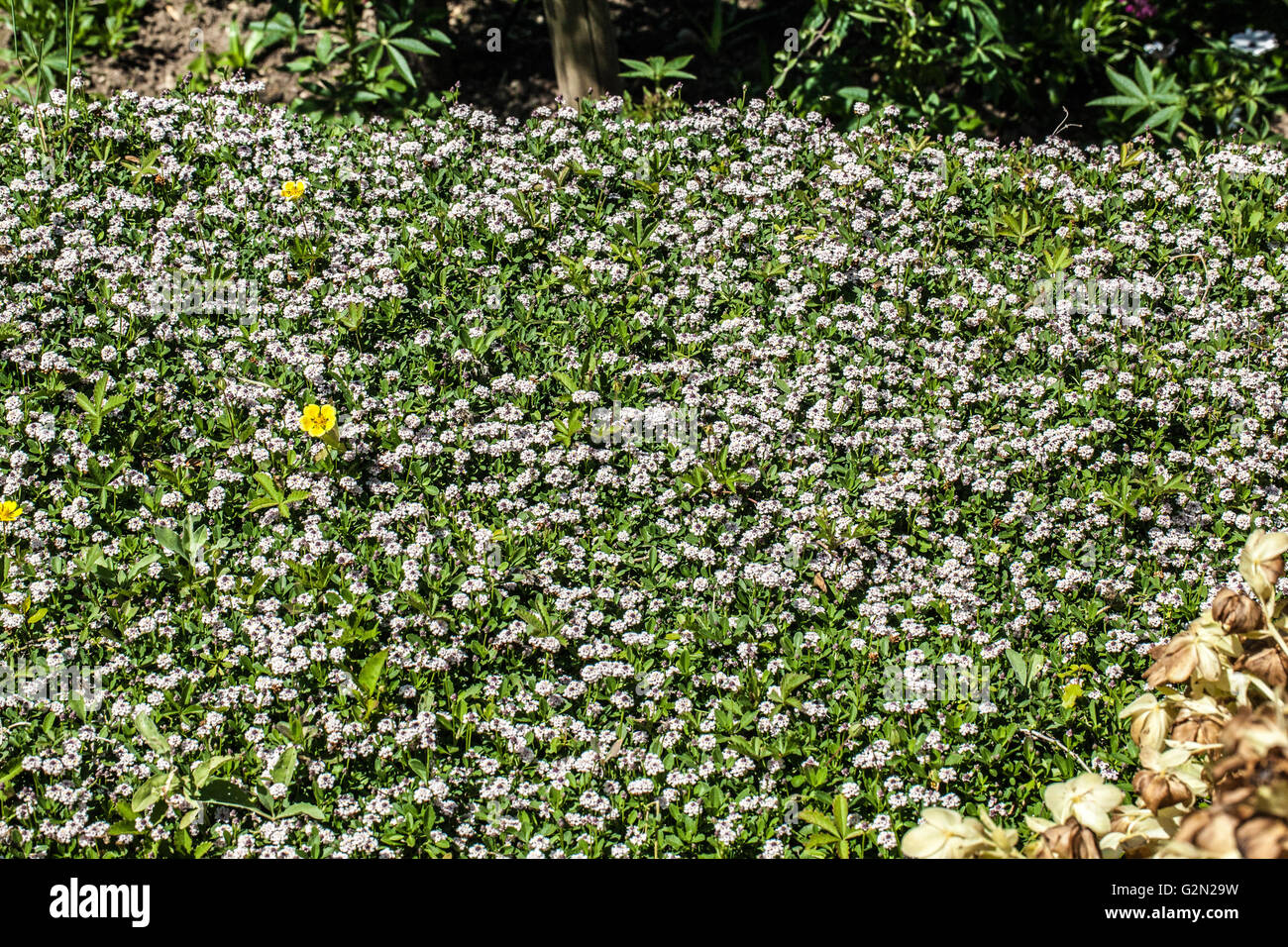 Lippia nodiflora Banque de photographies et d’images à haute résolution ...