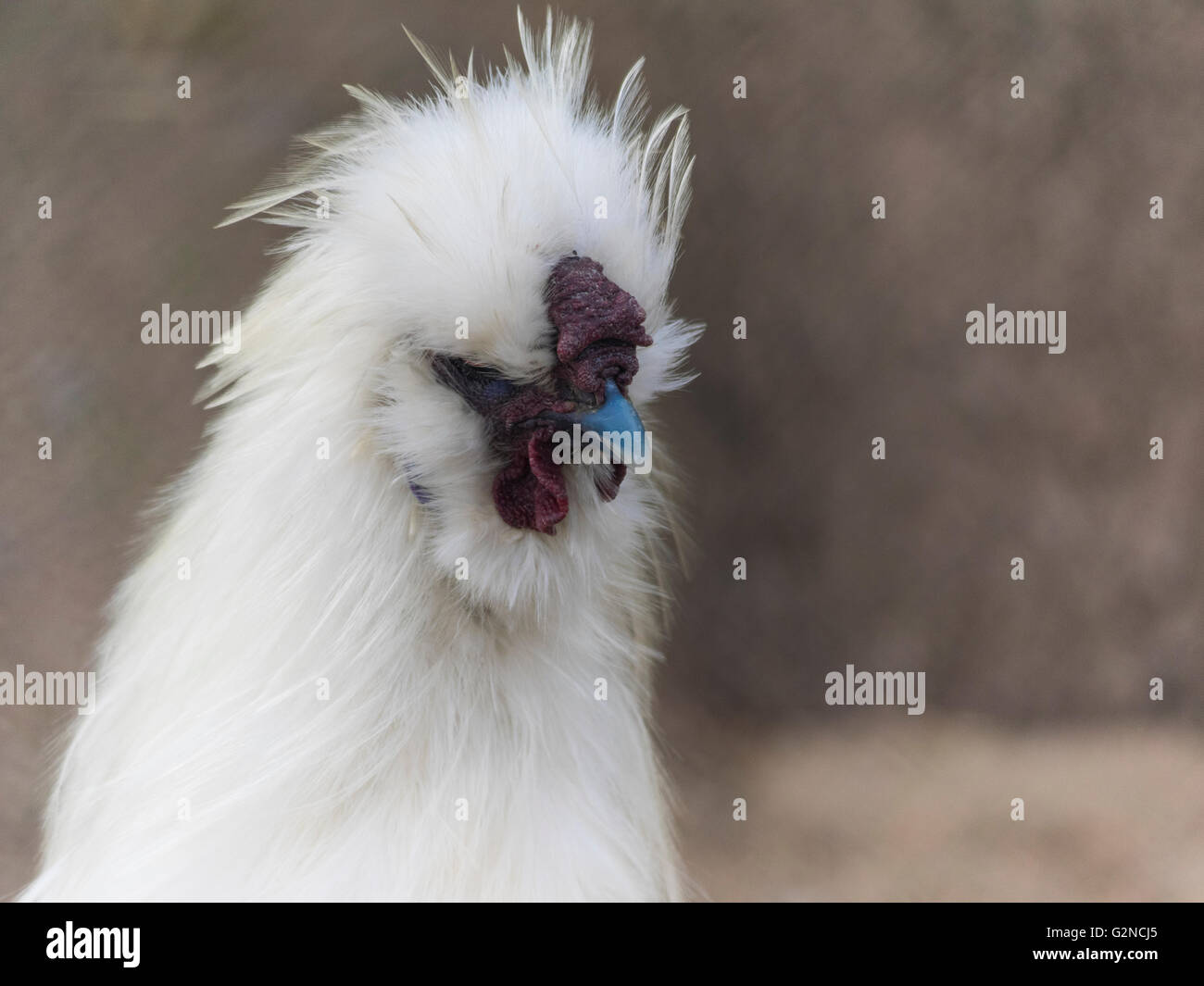 Poule soyeuse Banque de photographies et d’images à haute résolution ...