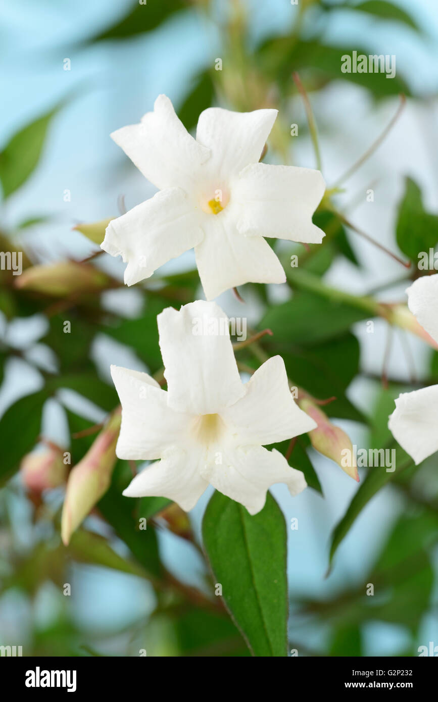 Jasmine jasminum officinale Banque de photographies et d’images à haute ...