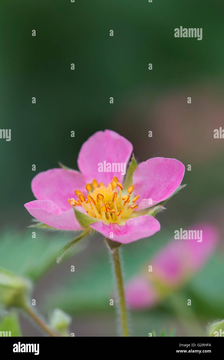 Fraise rose Banque de photographies et d’images à haute résolution - Alamy