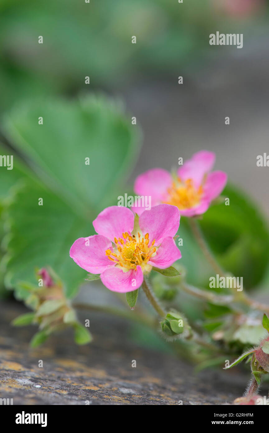 Fraise rose Banque de photographies et d’images à haute résolution - Alamy