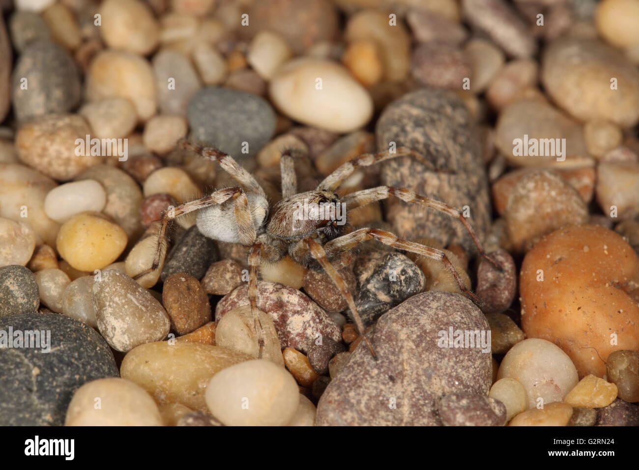 Wolf spider Banque de photographies et d’images à haute résolution - Alamy